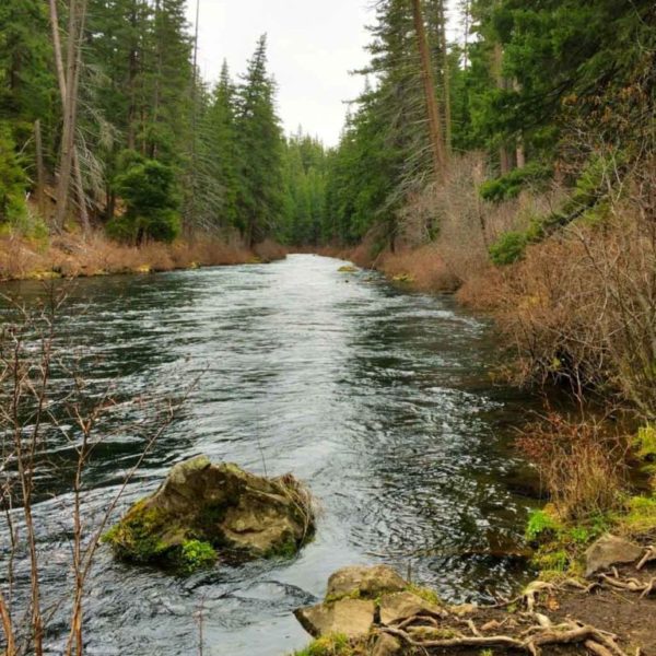 Hiking the Metolius River Trail