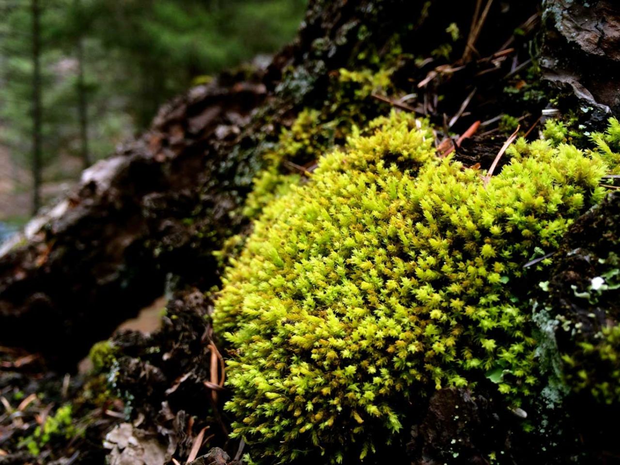 Hiking the Metolius River Trail