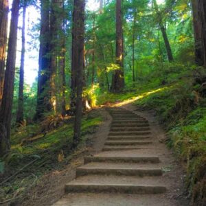 Hiking the Canopy View Trail in Muir Woods National Monument