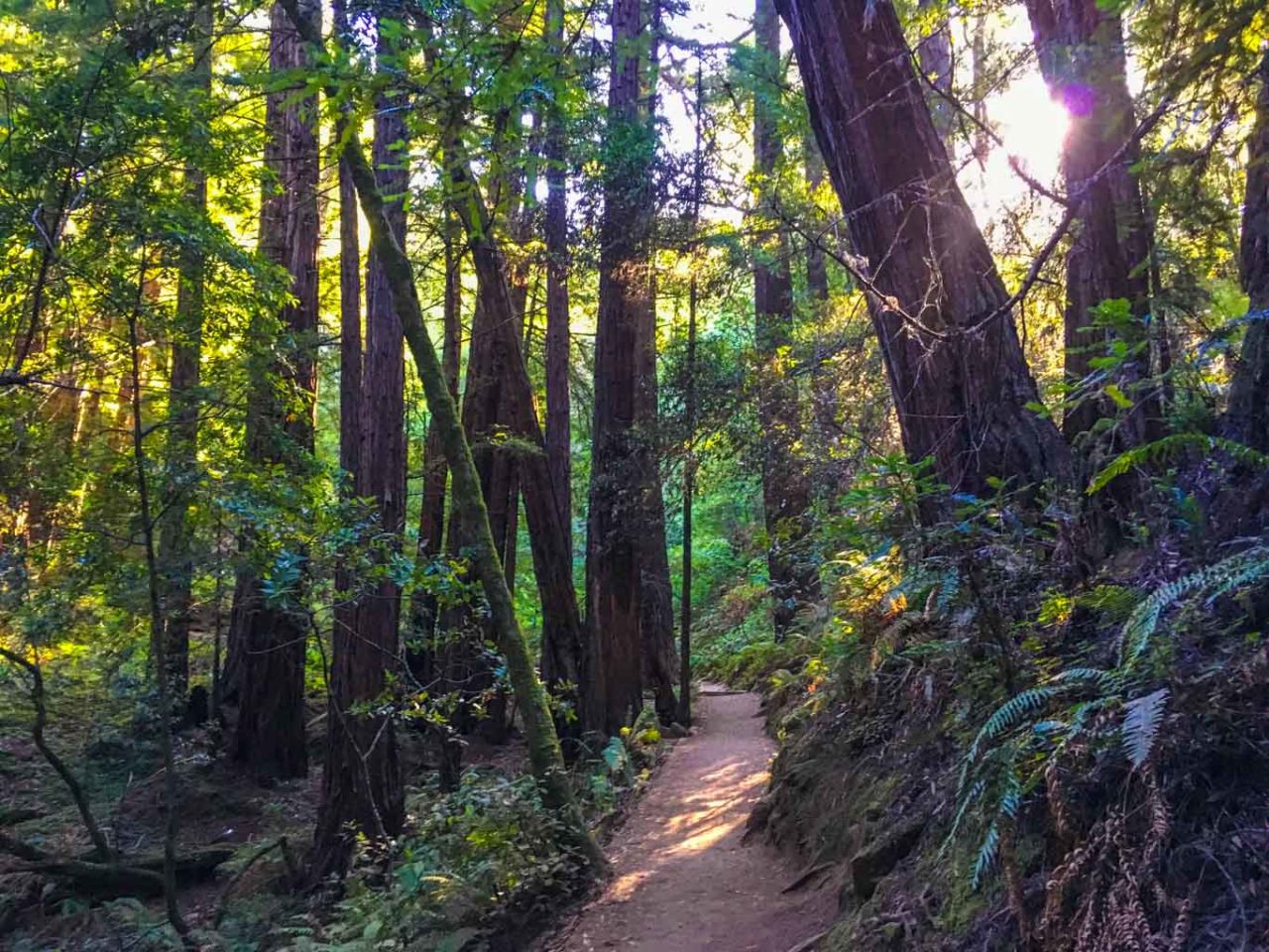 Hiking the Canopy View Trail in Muir Woods National Monument