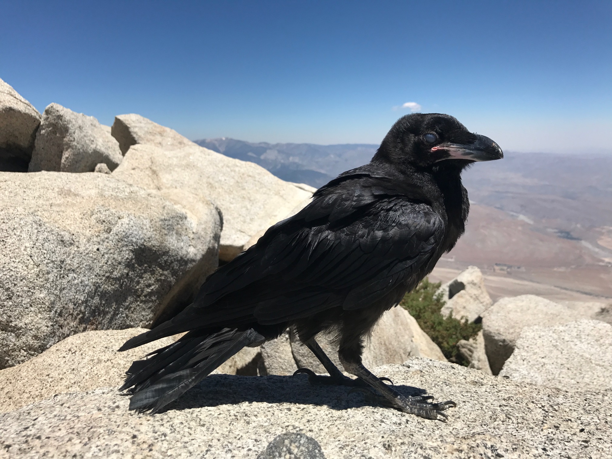 A Raven Encounter at the Top - SoCal Hiker