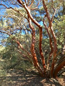 Hiking Mount Sizer Loop in Henry Coe State Park - SoCal Hiker