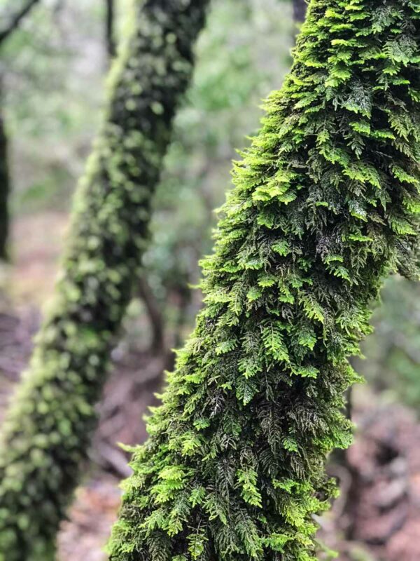Hiking Mount Umunhum