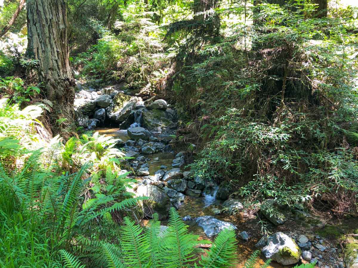 Hiking the Dipsea - Steep Ravine Loop in Mt Tamalpais State Park