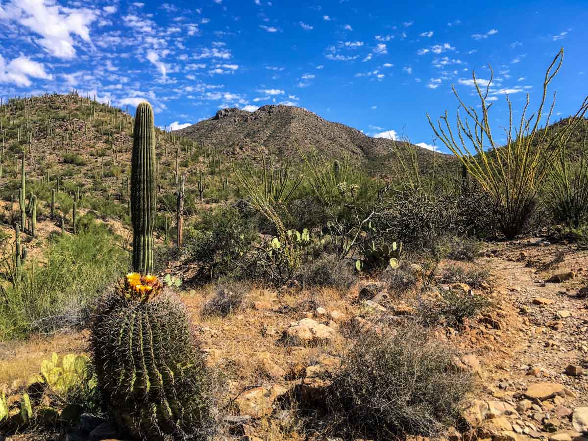 Hiking Wasson Peak in Saguaro National Park - Arizona Six-Pack of Peaks ...