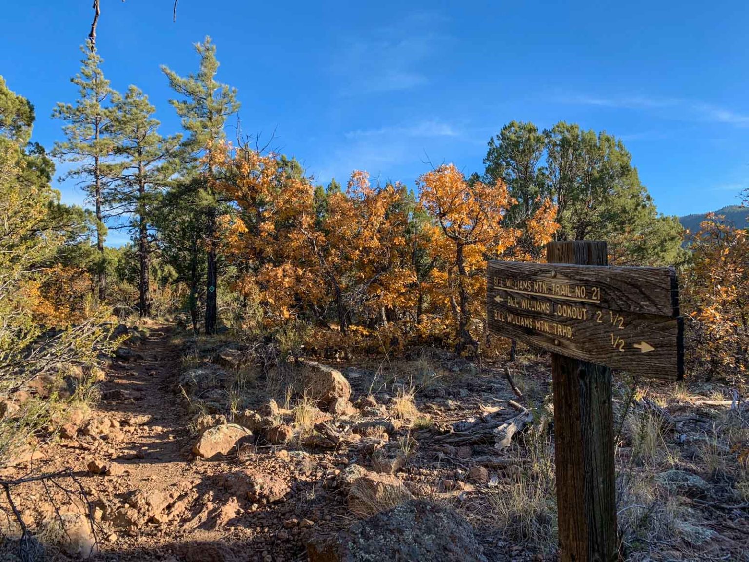 Hiking Bill Williams Mountain - SoCal Hiker